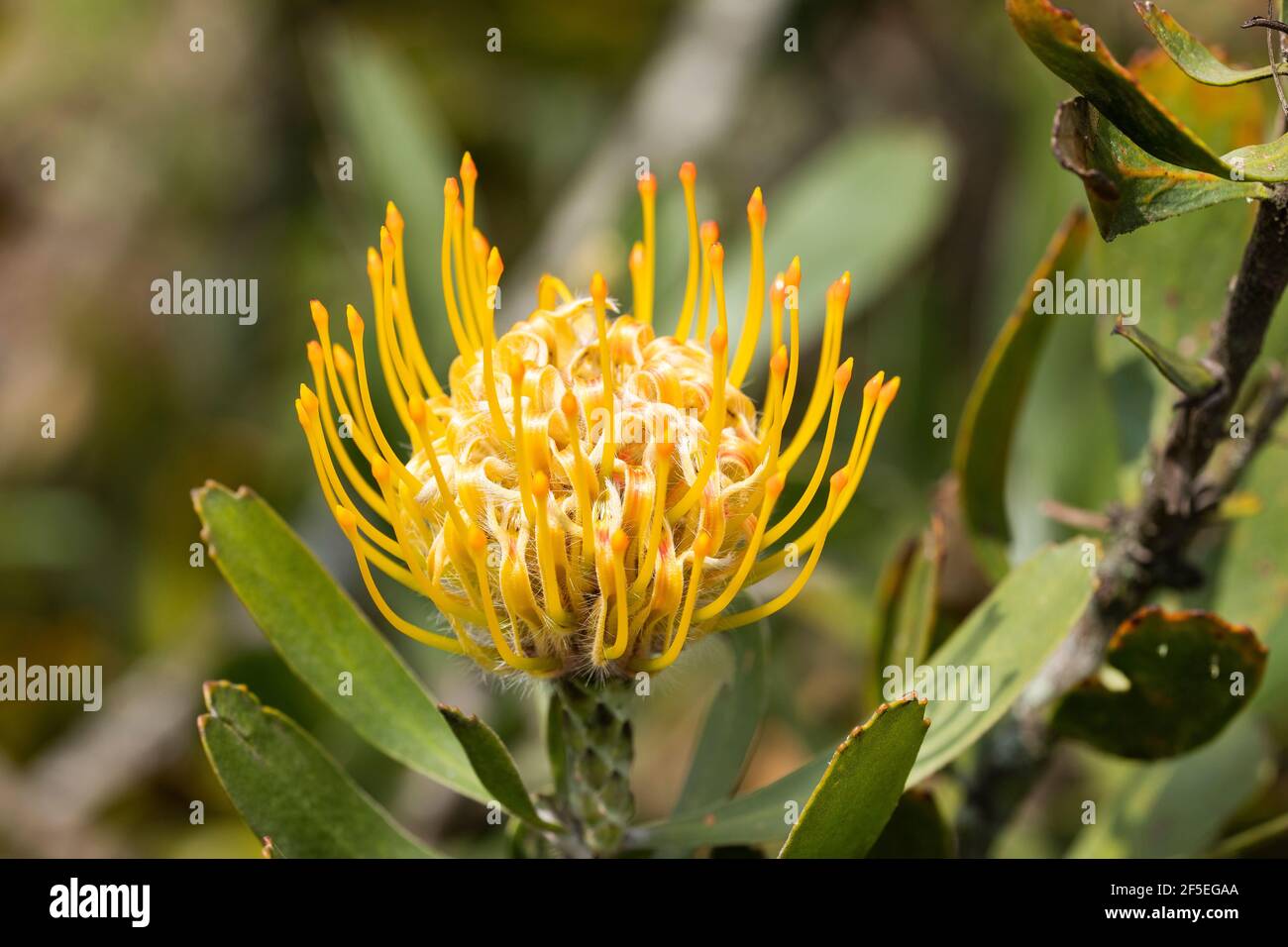 Pincushion Protea Flower High Resolution Stock Photography and Images ...