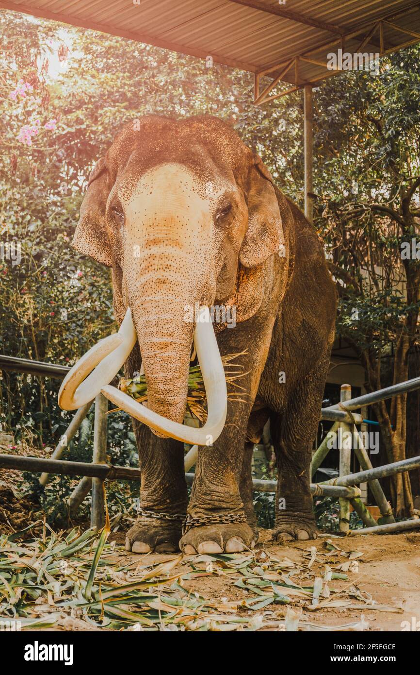 Asian Elephant Tusks