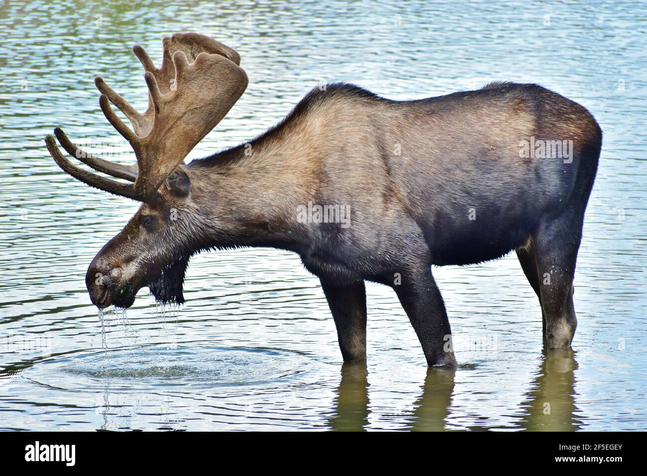 A majestic moose cooling off on a hot summer day Stock Photo - Alamy