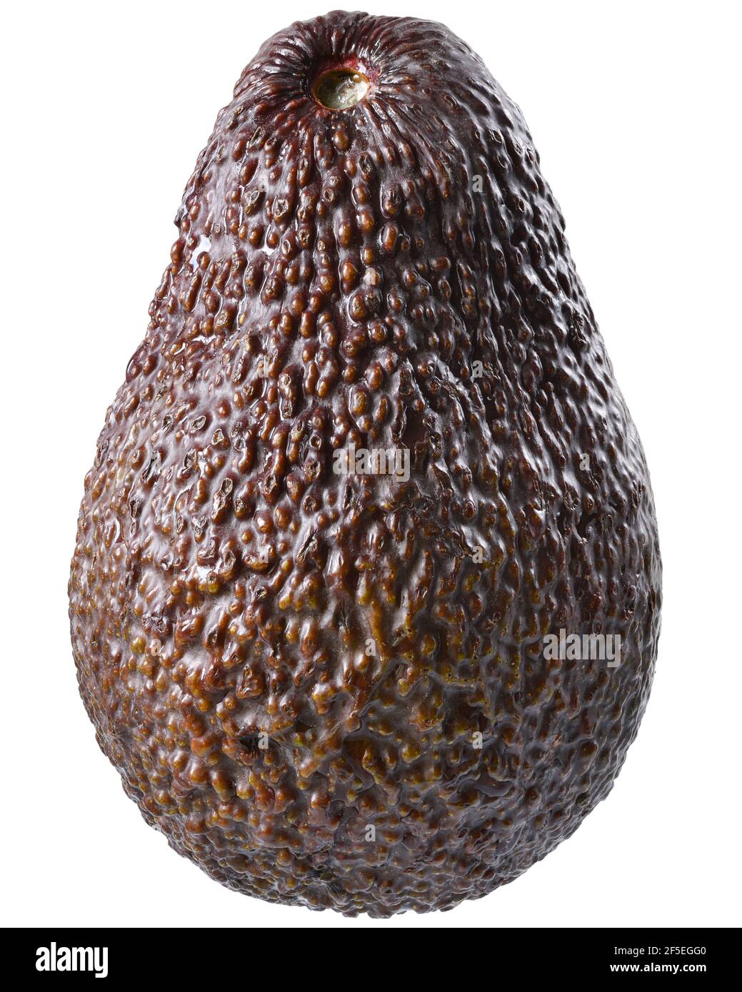 Full avocado close up isolated on a white background Stock Photo - Alamy