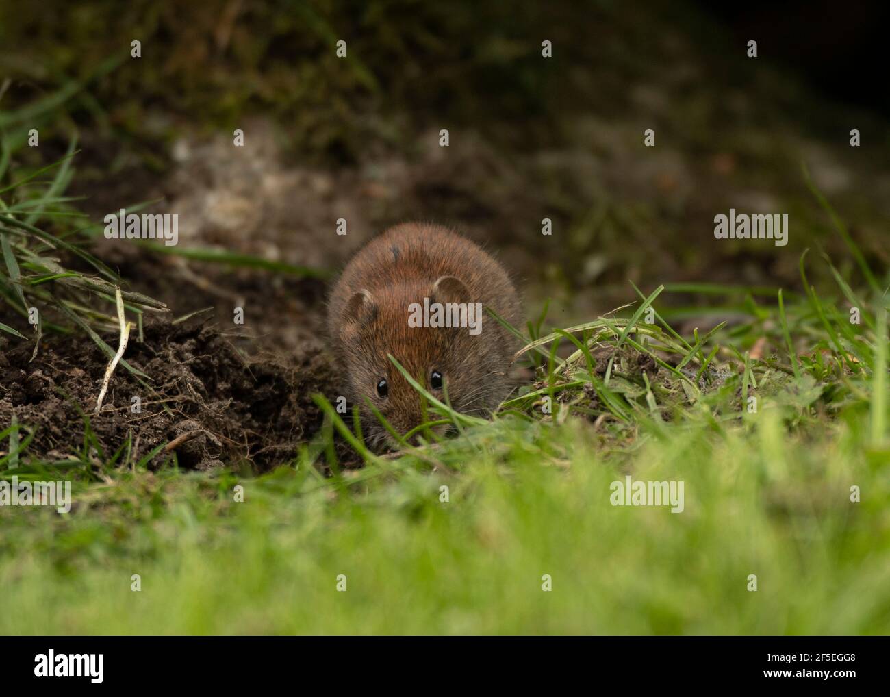 Wood Mouse (Apodemus sylvaticus), feeding in a rural garden, Dumfries ...