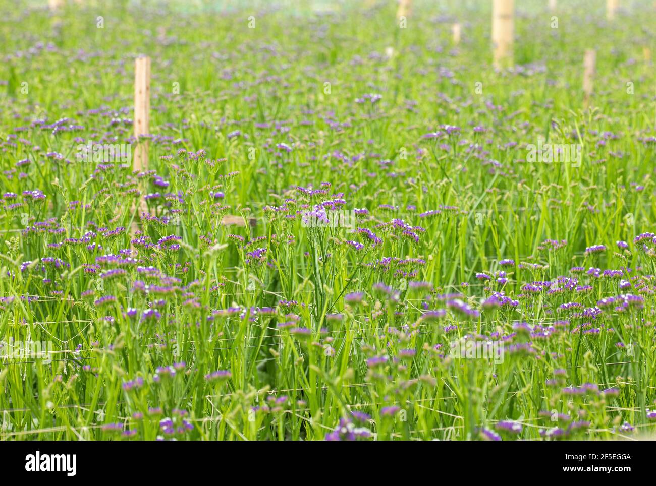 Limonium spp hi-res stock photography and images - Alamy