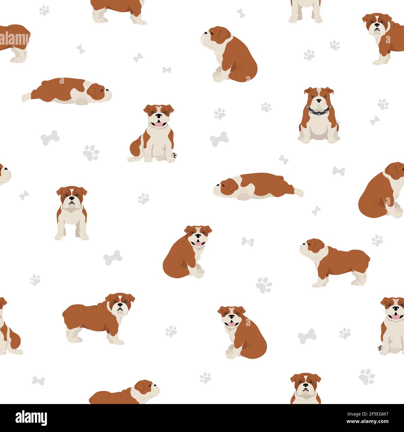 English bulldog seamless pattern. Different poses, coat colors set ...