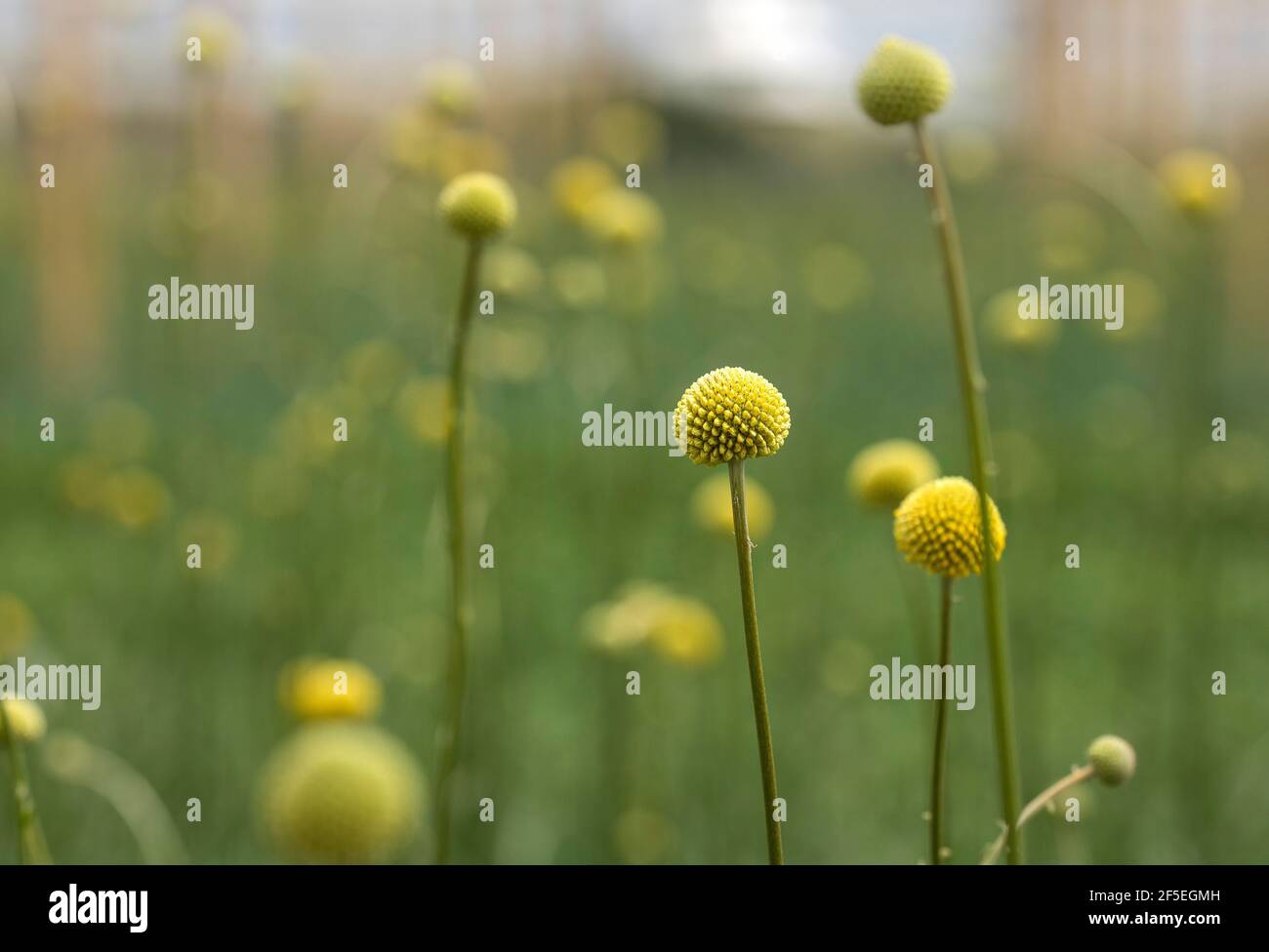 Craspedia globosa ornamental plant - Pycnosorus Globosus Stock Photo ...