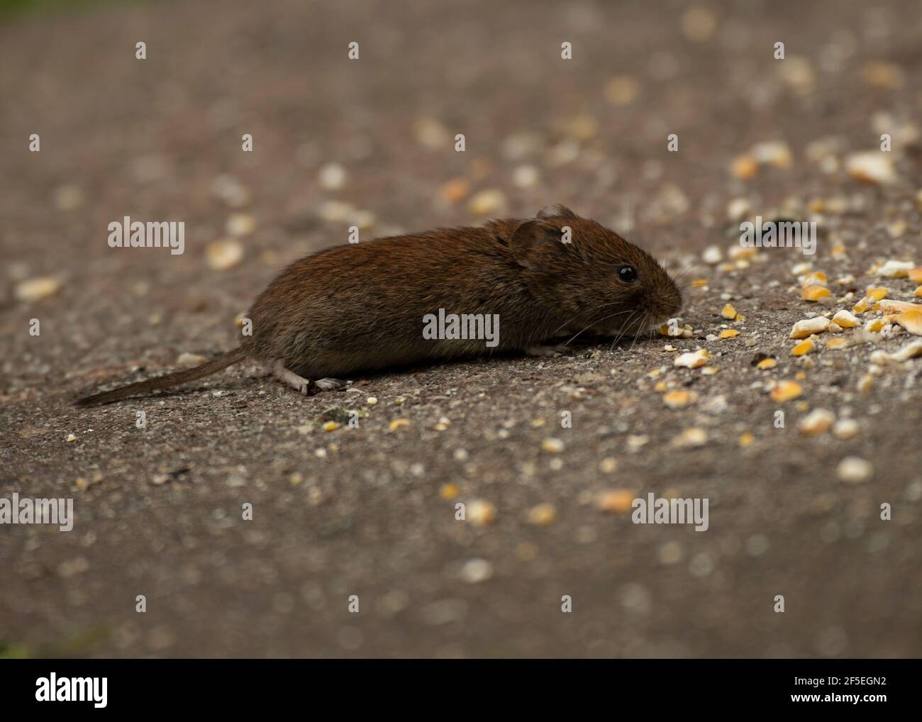 Mick and mouse hi-res stock photography and images - Alamy
