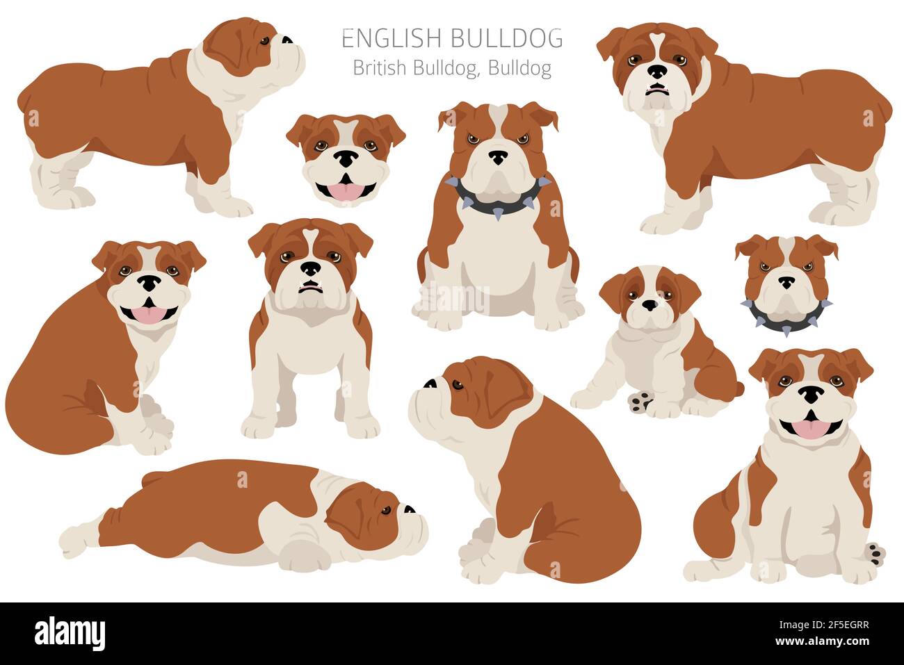 English bulldog clipart. Different poses, coat colors set. Vector ...