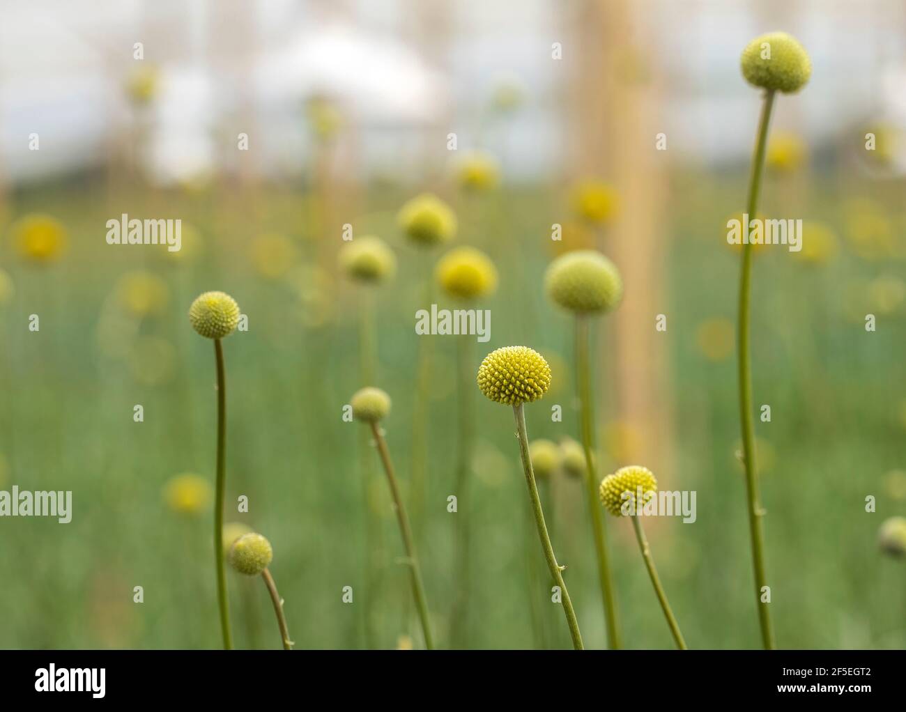 Pycnosorus globosus - Craspedia globosa ornamental plant Stock Photo ...