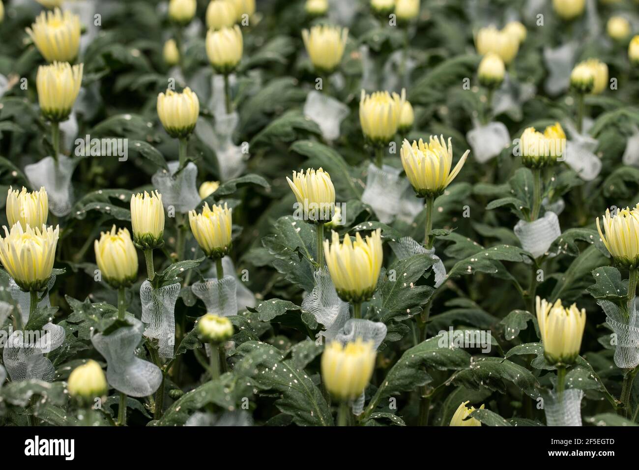 Chrysanthemum anastasia hi-res stock photography and images - Alamy
