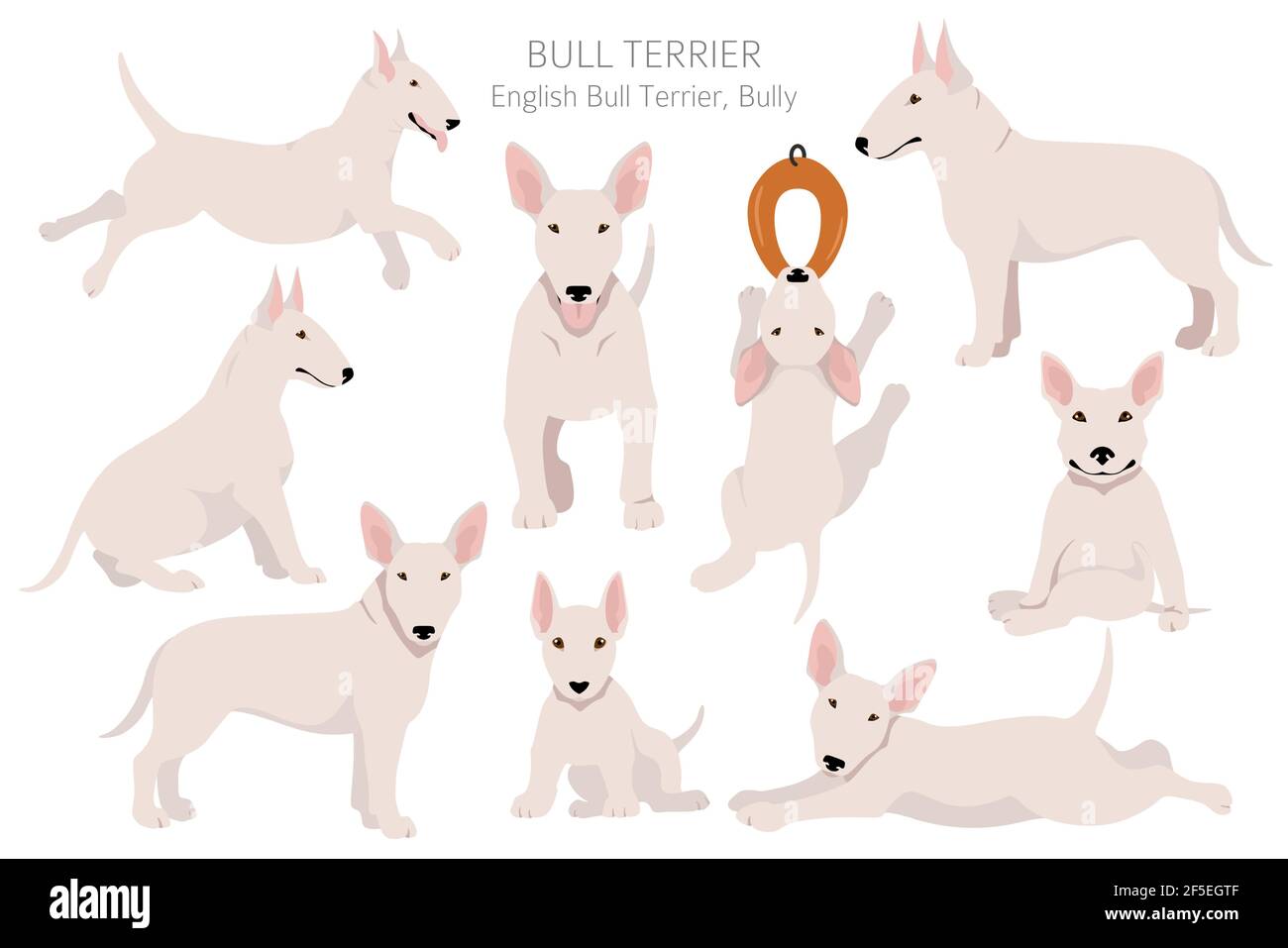 Adult bull terrier Stock Vector Images - Alamy