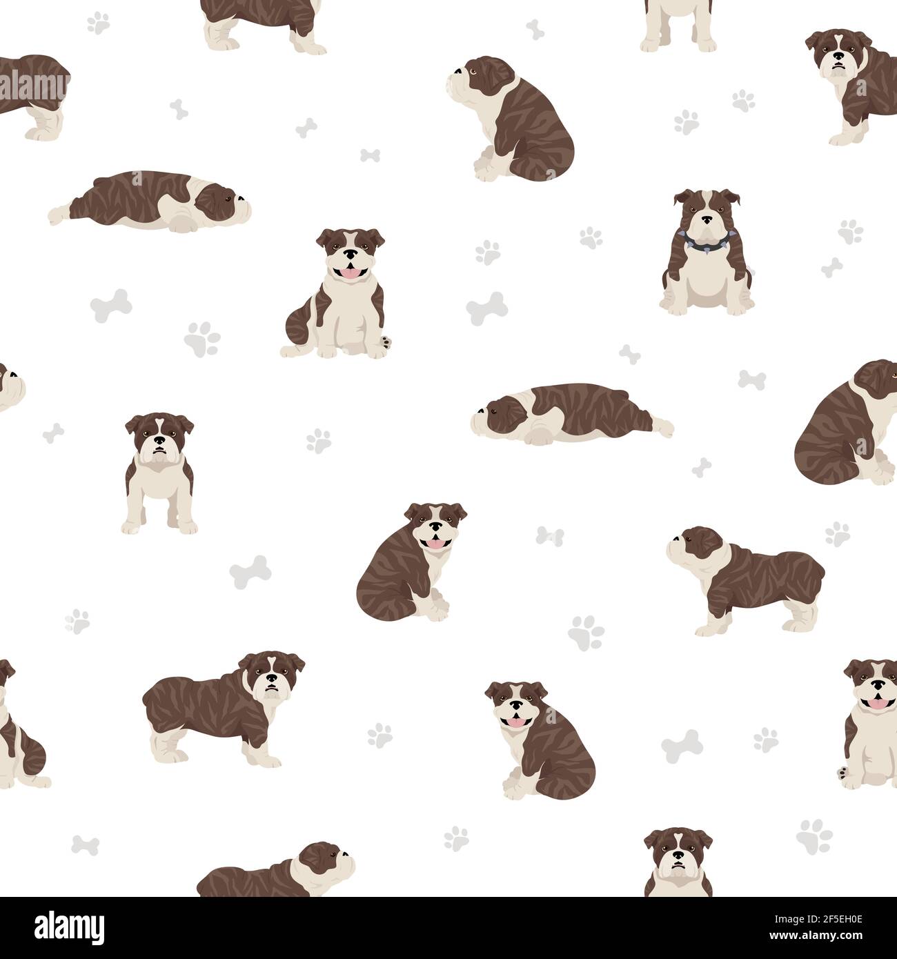 White and red english bulldog dog Cut Out Stock Images & Pictures - Alamy