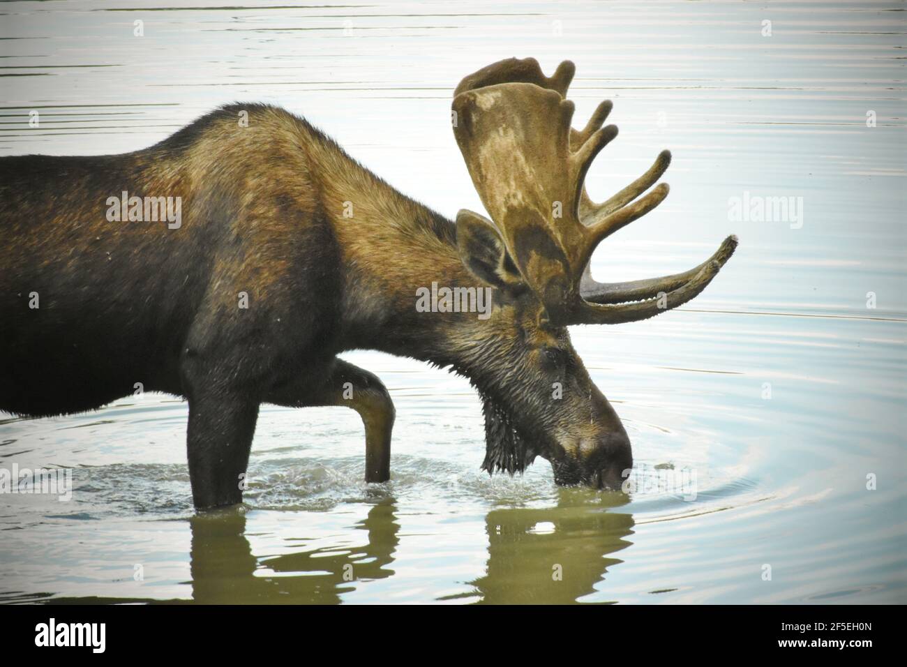A majestic moose cooling off on a hot summer day Stock Photo - Alamy