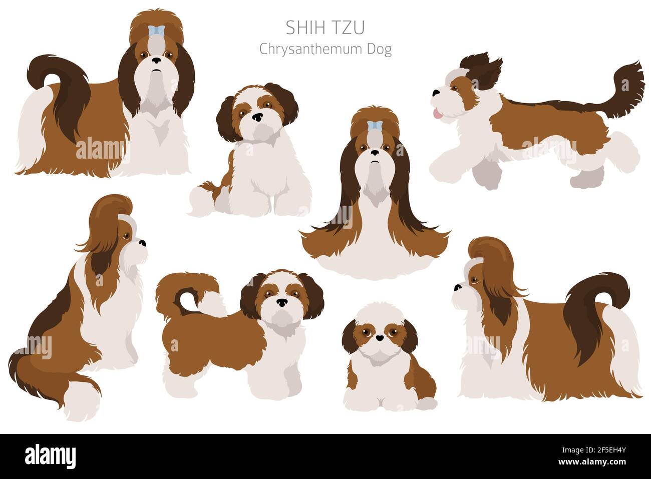 Shih Tzu poses, coat colors set. Vector illustration Stock Vector Image ...