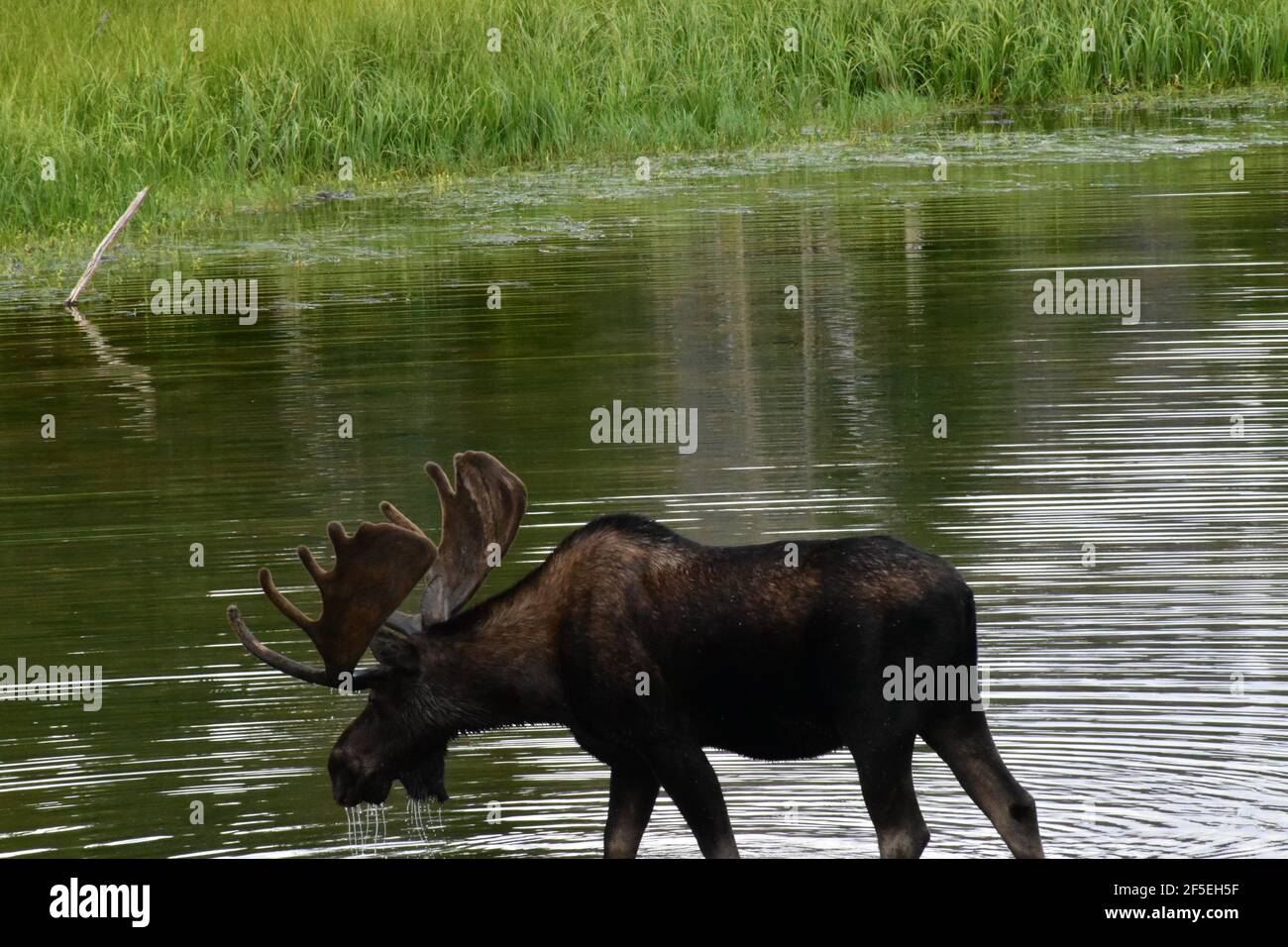 A majestic moose cooling off on a hot summer day Stock Photo - Alamy