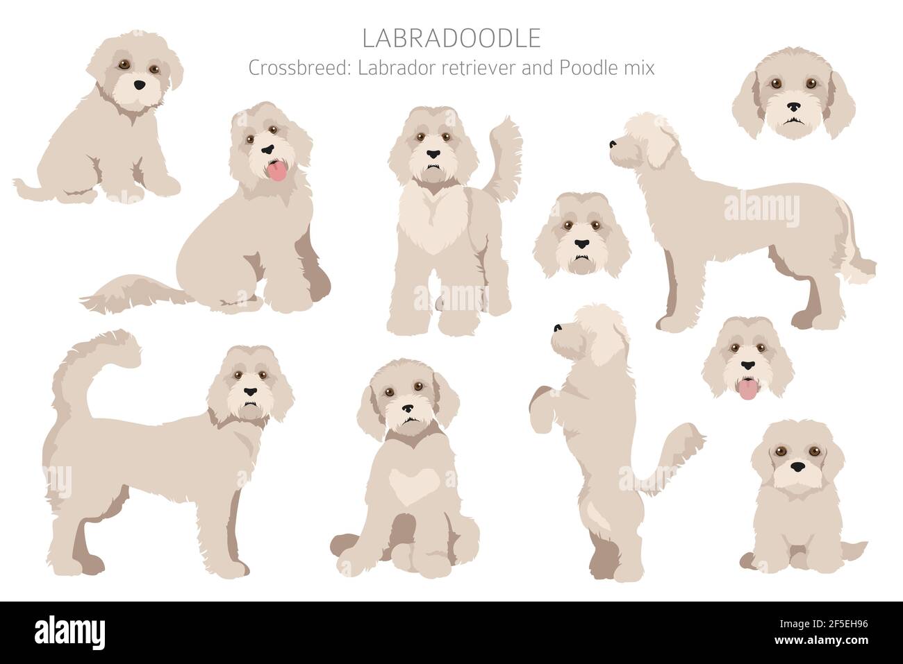 Labradoodle clipart. Different poses, coat colors set. Vector ...