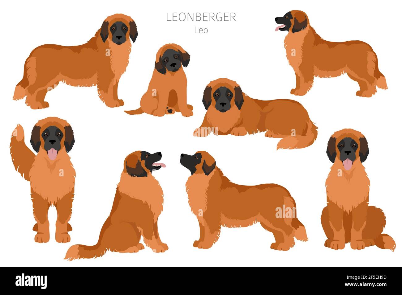 Leonberger clipart. Different poses, coat colors set. Vector ...