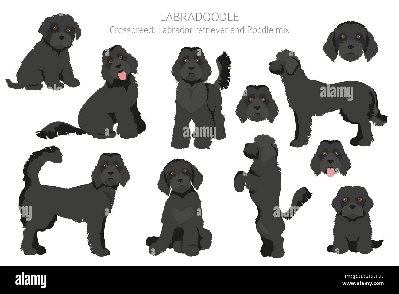 Labradoodle clipart. Different poses, coat colors set. Vector ...