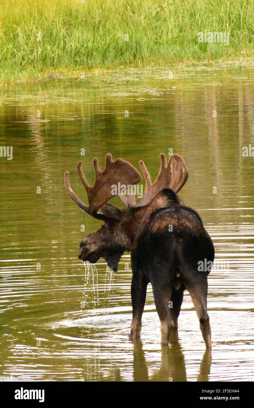 A majestic moose cooling off on a hot summer day Stock Photo - Alamy