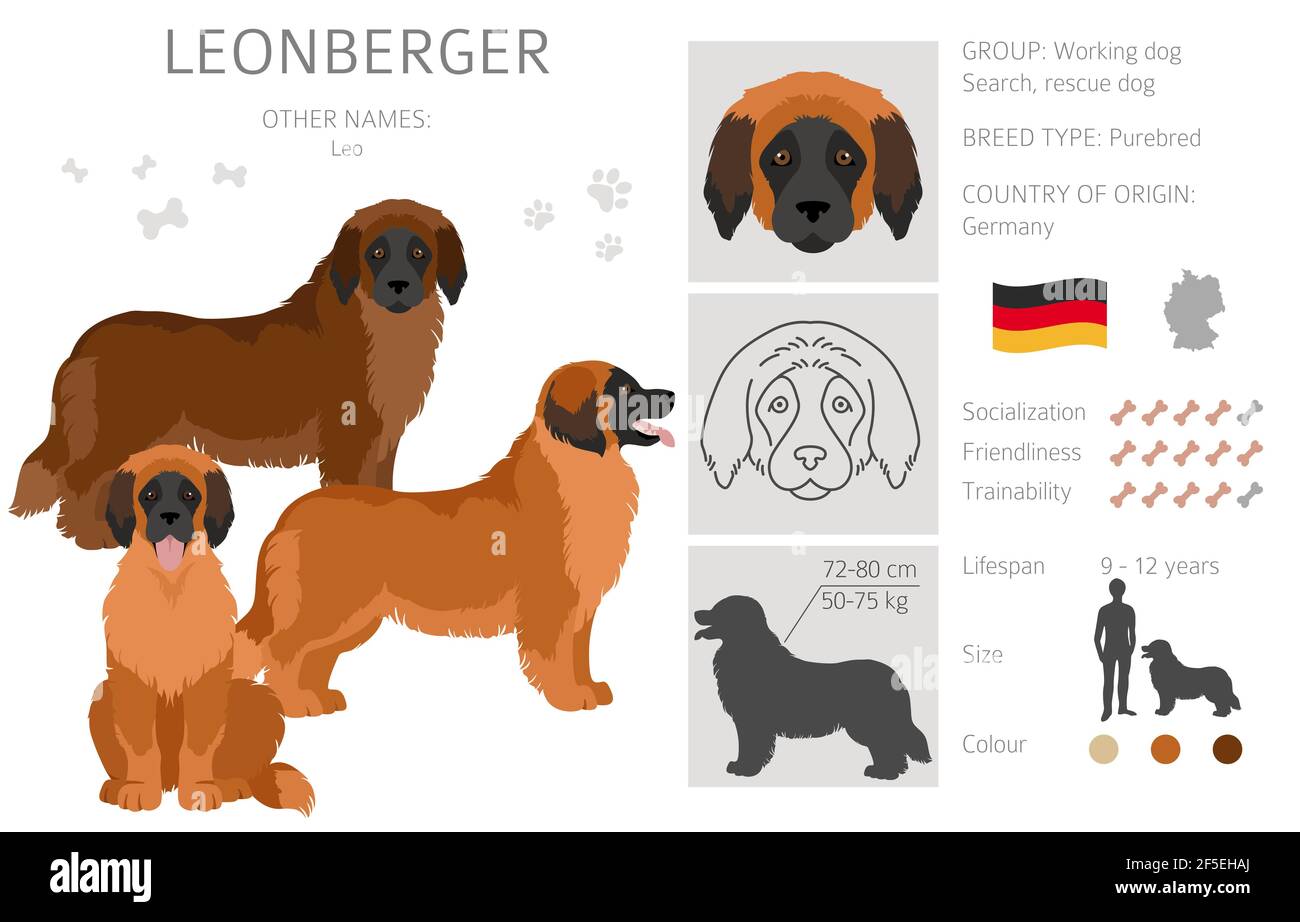 Leonberger clipart. Different poses, coat colors set. Vector ...