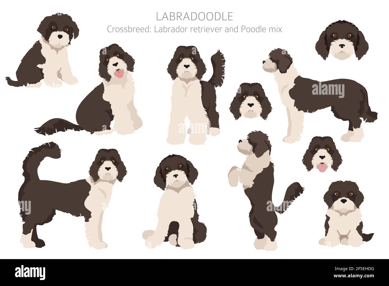 Labradoodle clipart. Different poses, coat colors set. Vector ...