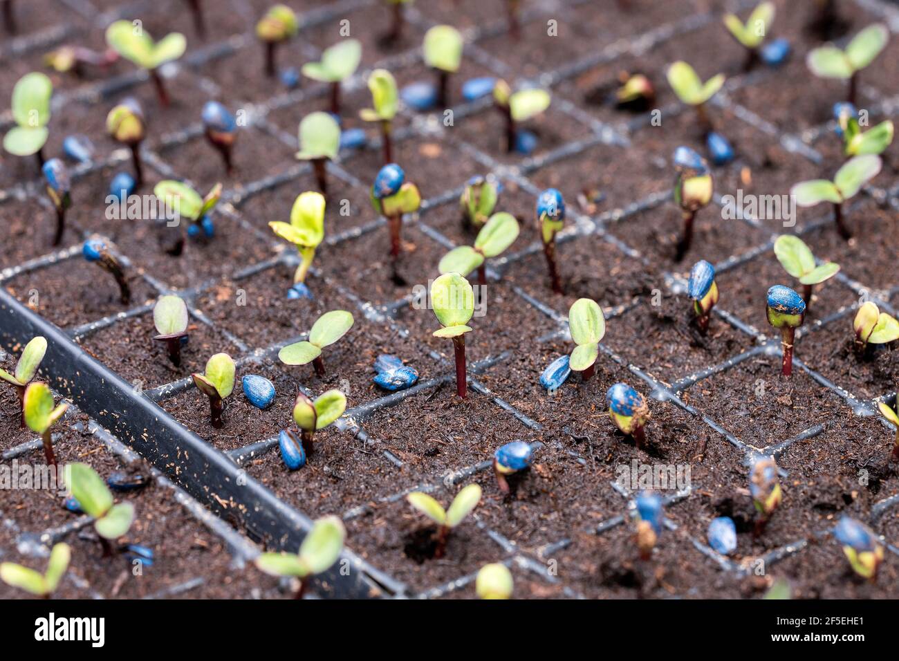 Flower seeds germinating hi-res stock photography and images - Alamy