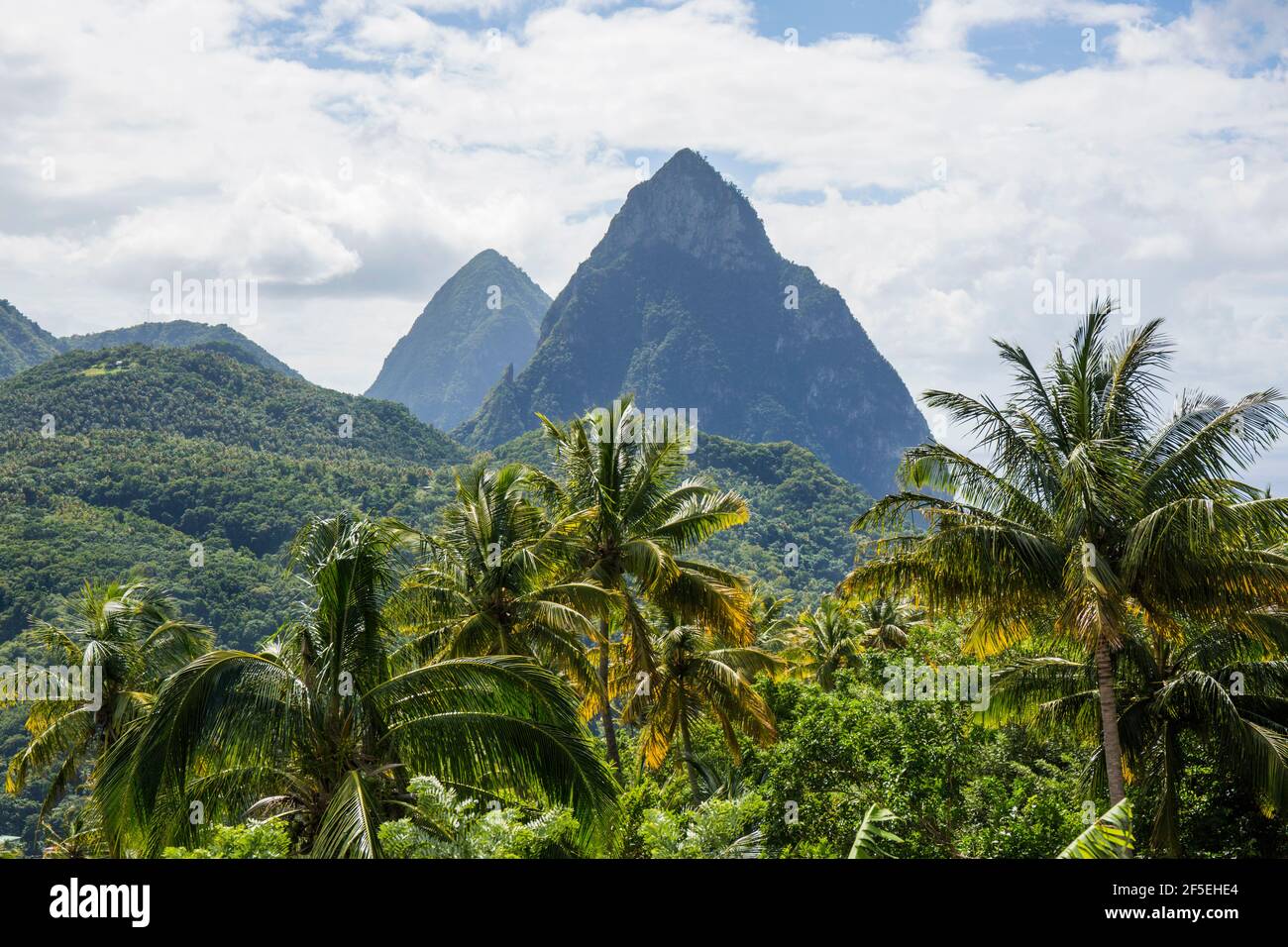 National tree of st lucia hi-res stock photography and images - Alamy
