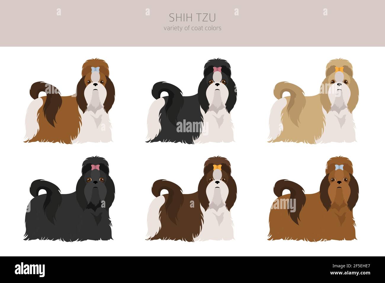 Shih Tzu poses, coat colors set. Vector illustration Stock Vector Image ...