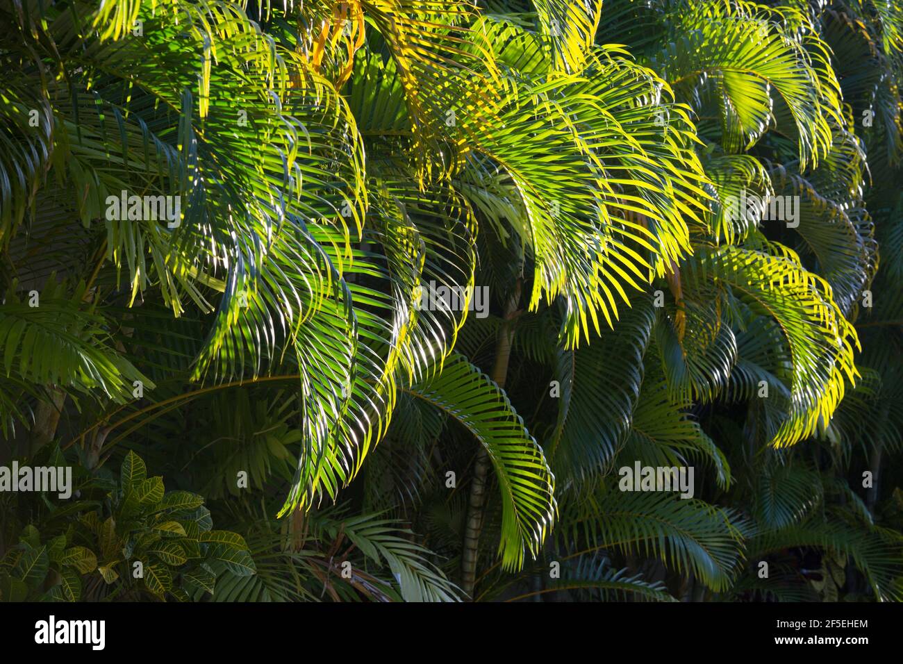 Palm frond hanging hi-res stock photography and images - Alamy