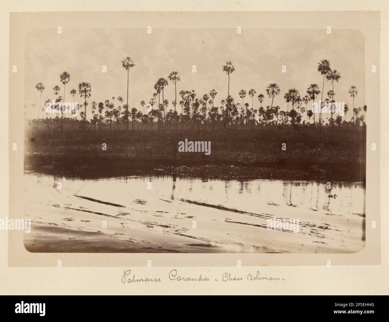 Caranda palm hi-res stock photography and images - Alamy