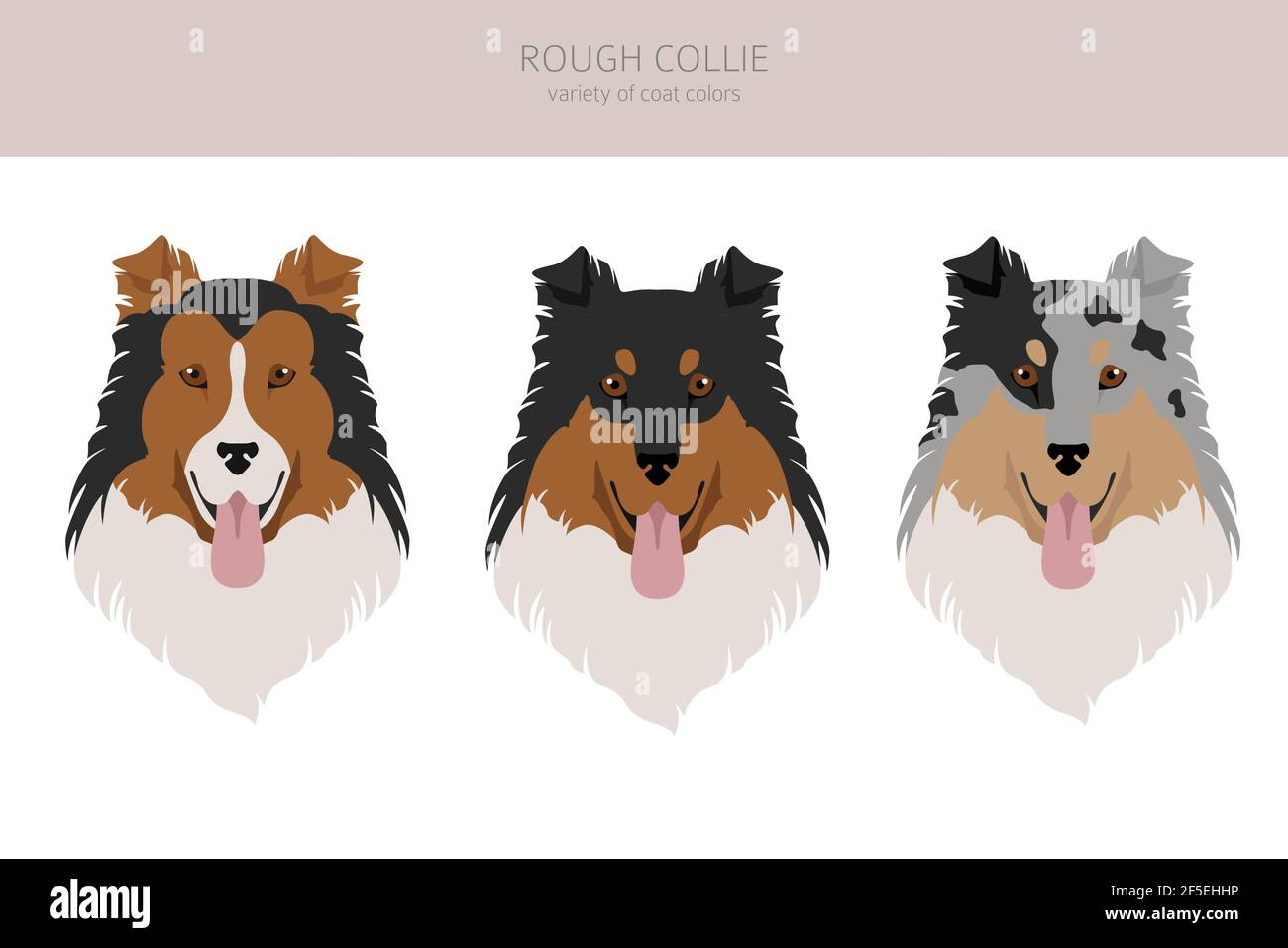 Rough collie clipart. Different poses, coat colors set. Vector ...