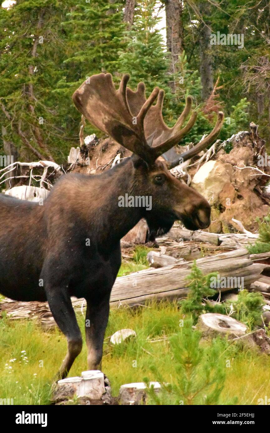Moose swimming hi-res stock photography and images - Alamy