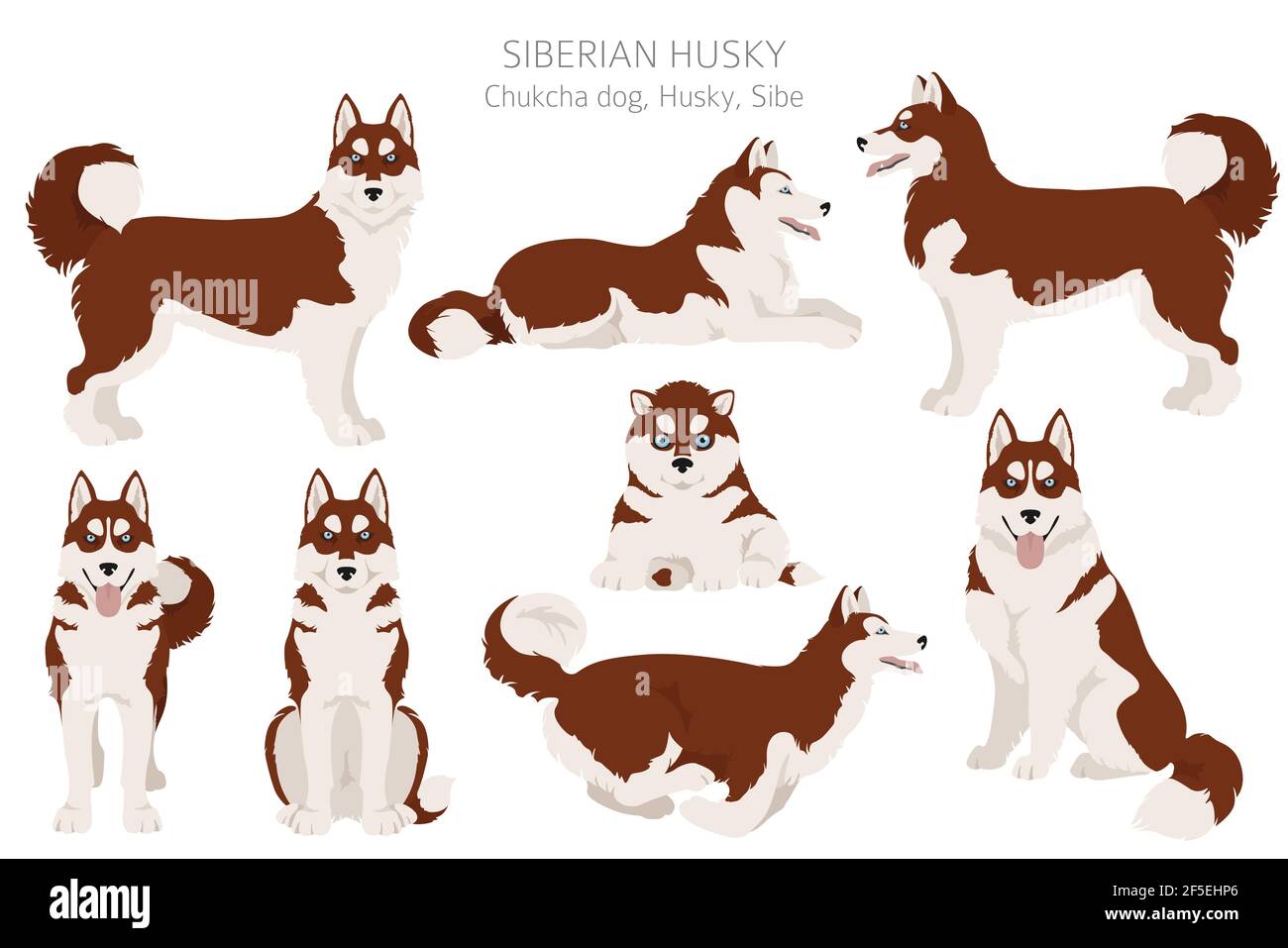 Siberian husky poses, coat colors set. Vector illustration Stock Vector ...