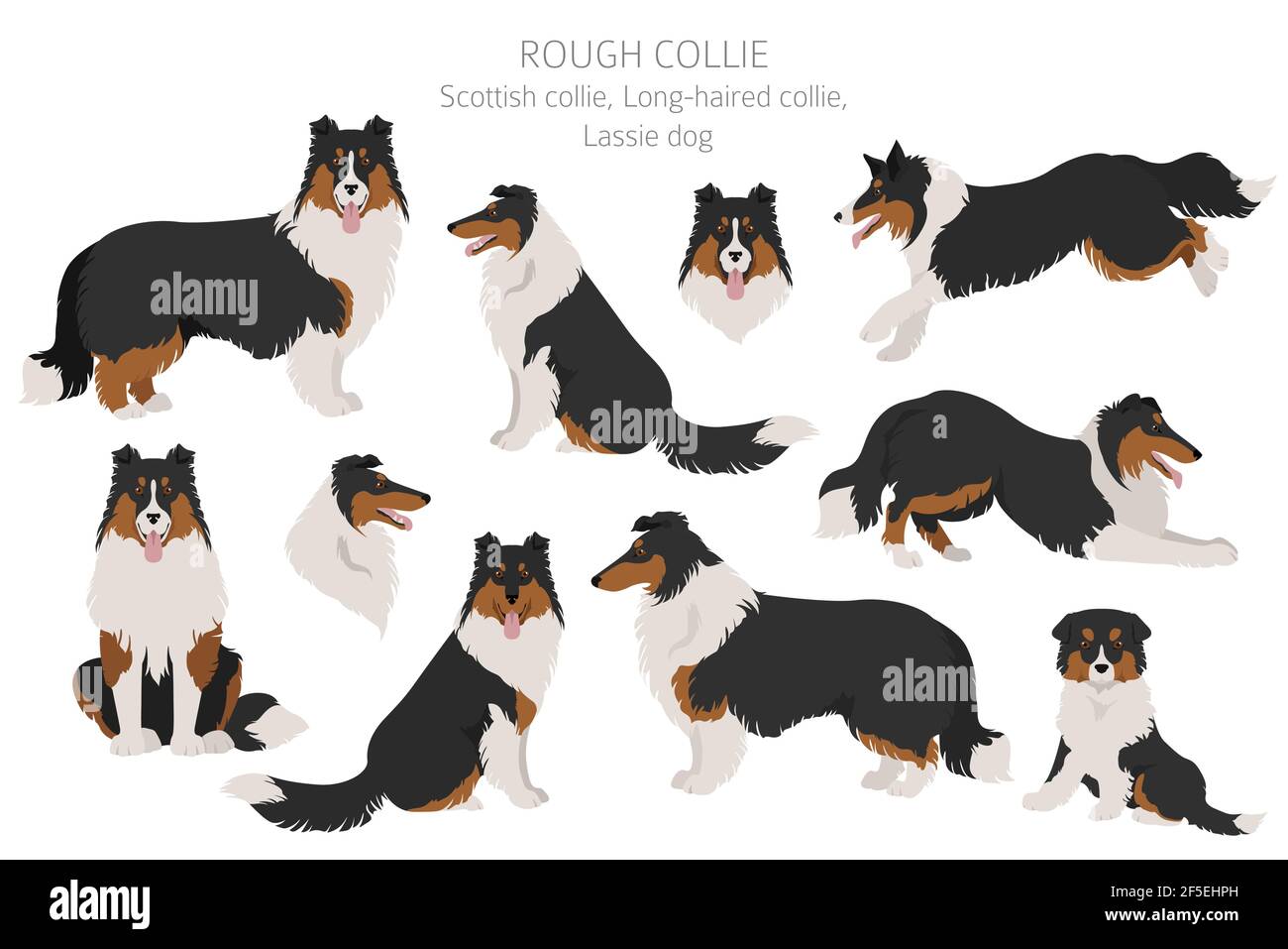 Rough collie clipart. Different poses, coat colors set. Vector ...