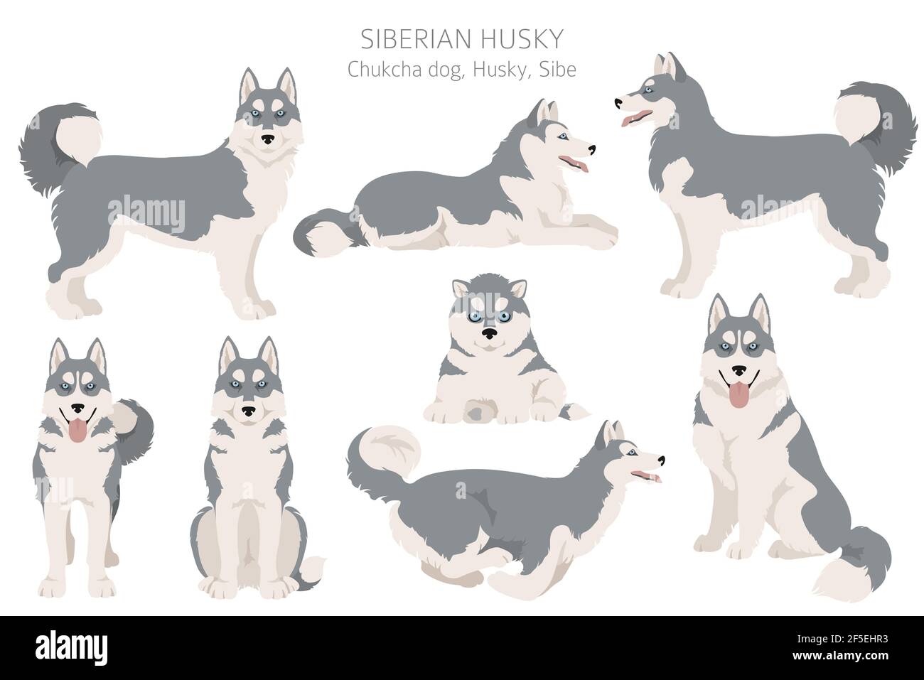 Running siberian husky dog Stock Vector Images - Alamy