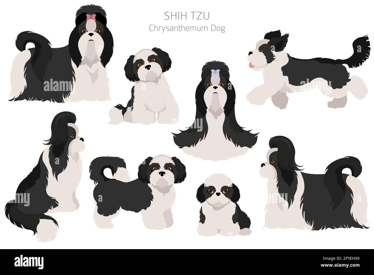 Shih Tzu poses, coat colors set. Vector illustration Stock Vector Image ...