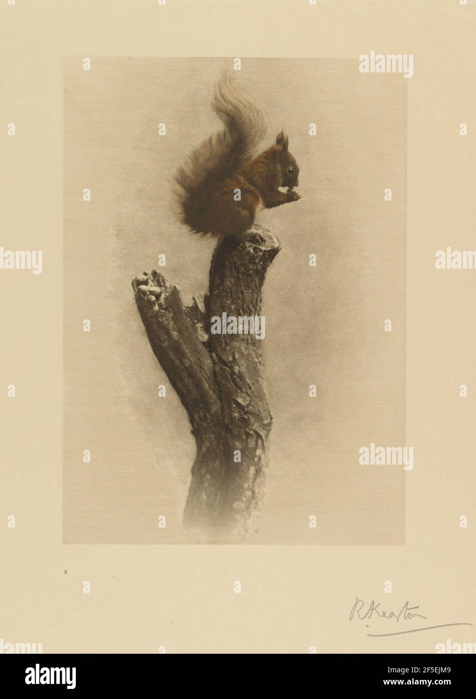Squirrel. Richard Kearton (British, 1862 - 1928 Stock Photo - Alamy
