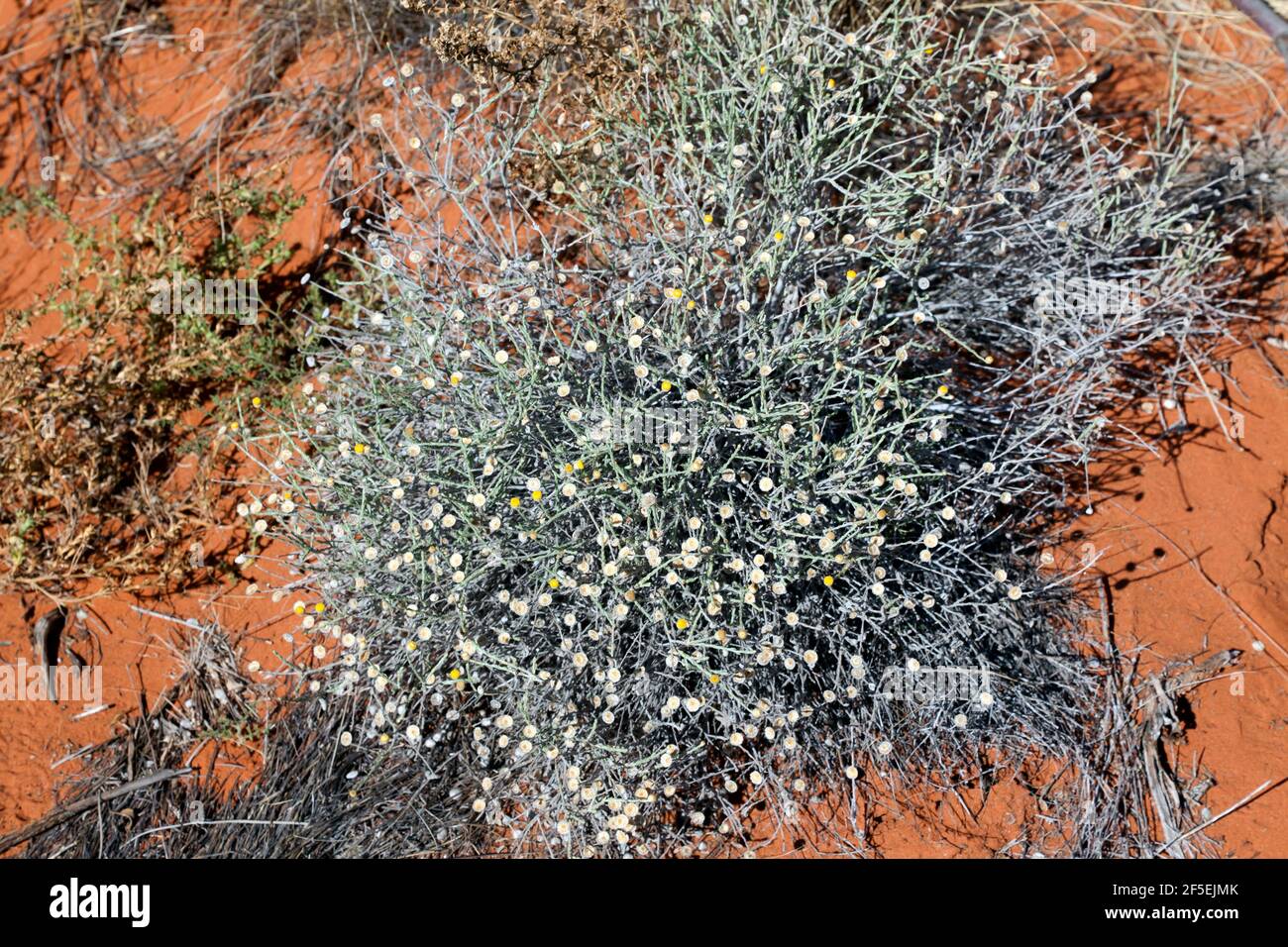 Close-up of some desert flowers, in the Uluṟu-Kata Tjuṯa National Park ...
