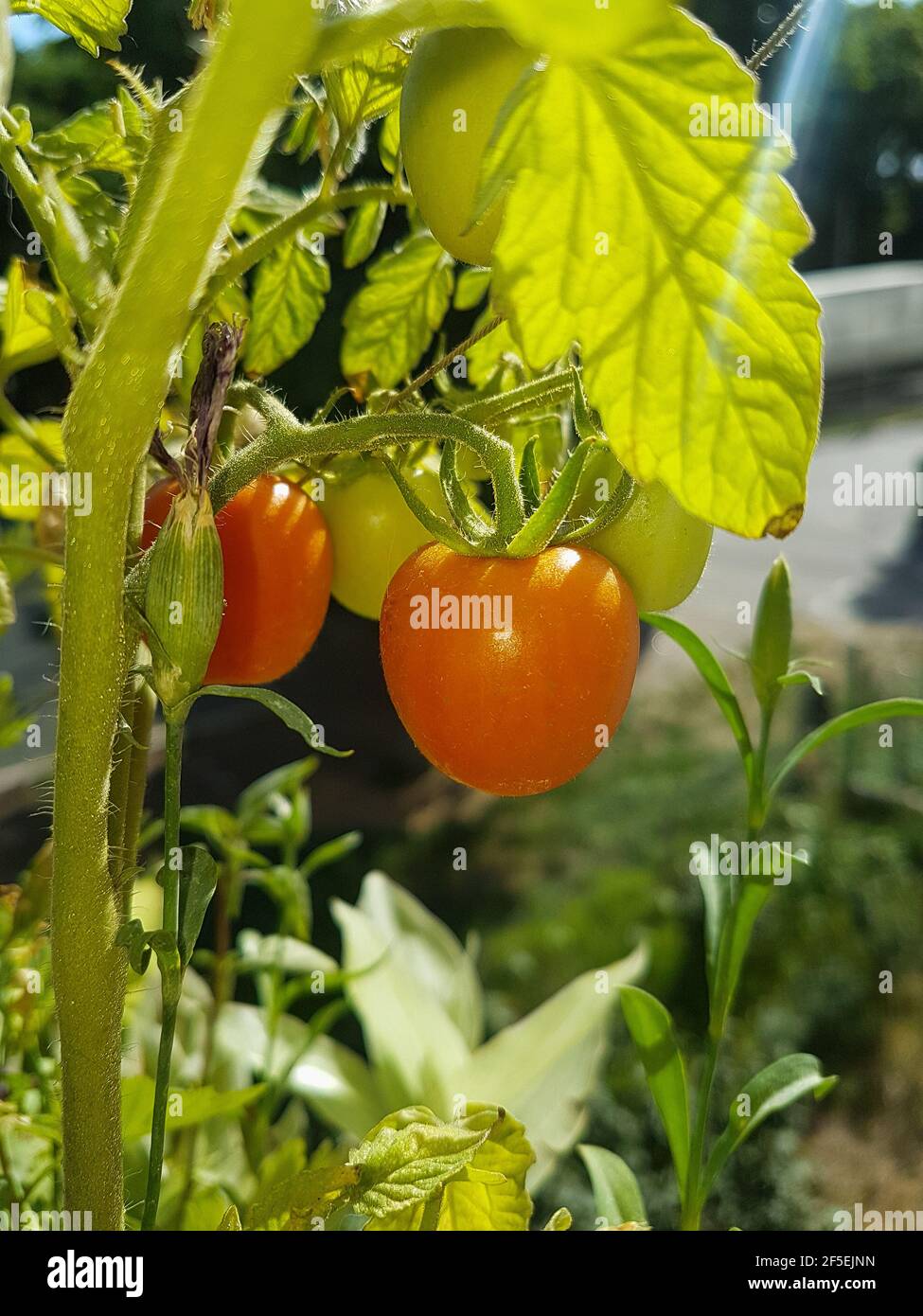 Small homemade growing tomatoes with raindrops Nature background close ...