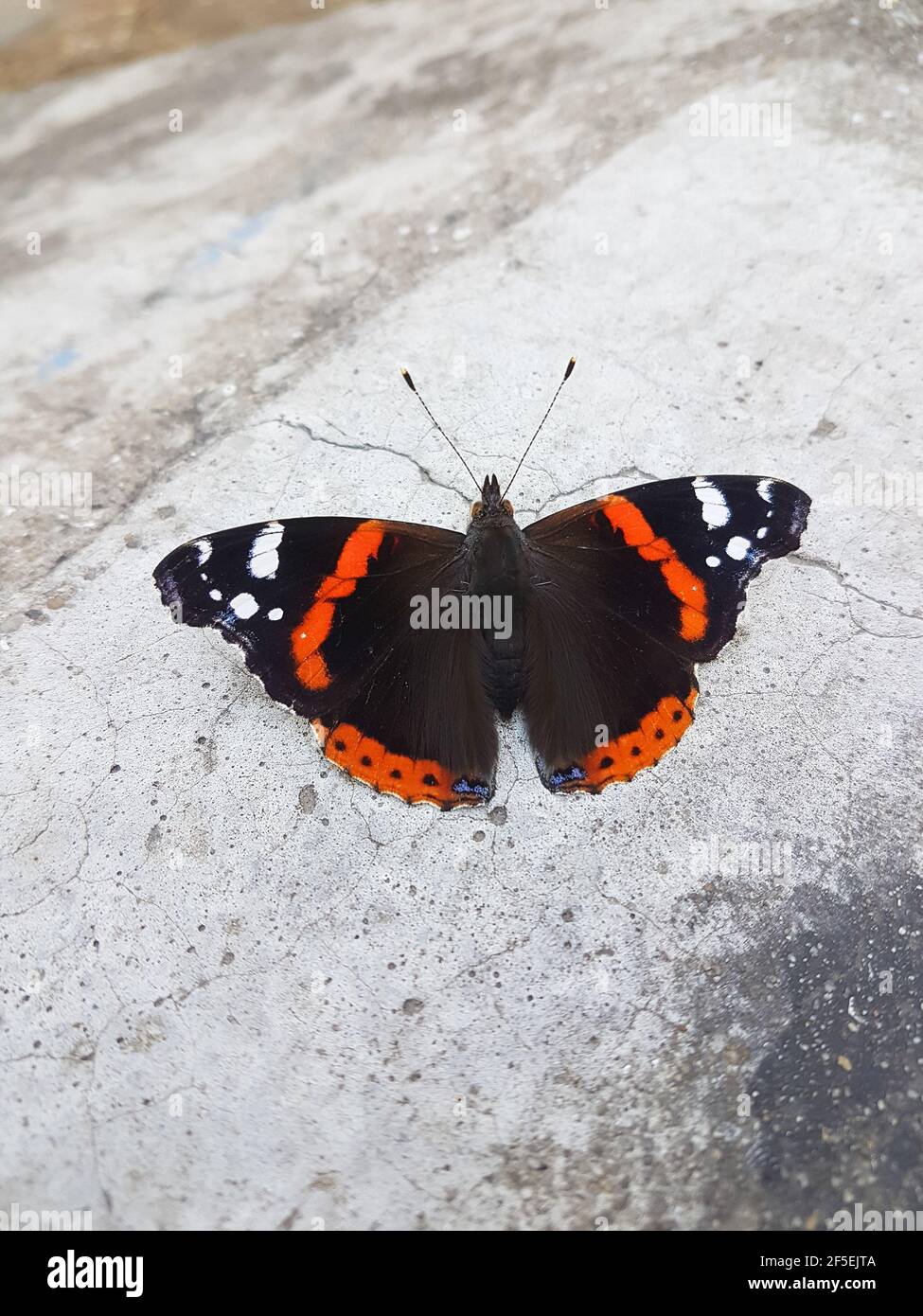 Colorful butterfly on concrete floor urban street Stock Photo - Alamy