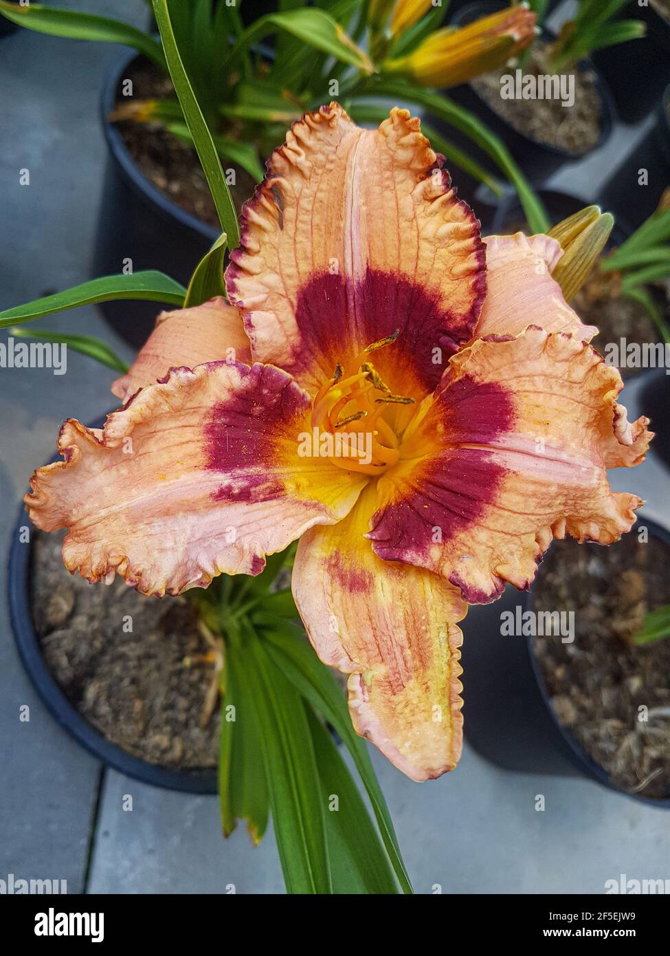 Beautiful blooming Lily flower in the greenhouse close-up Lilium plant ...