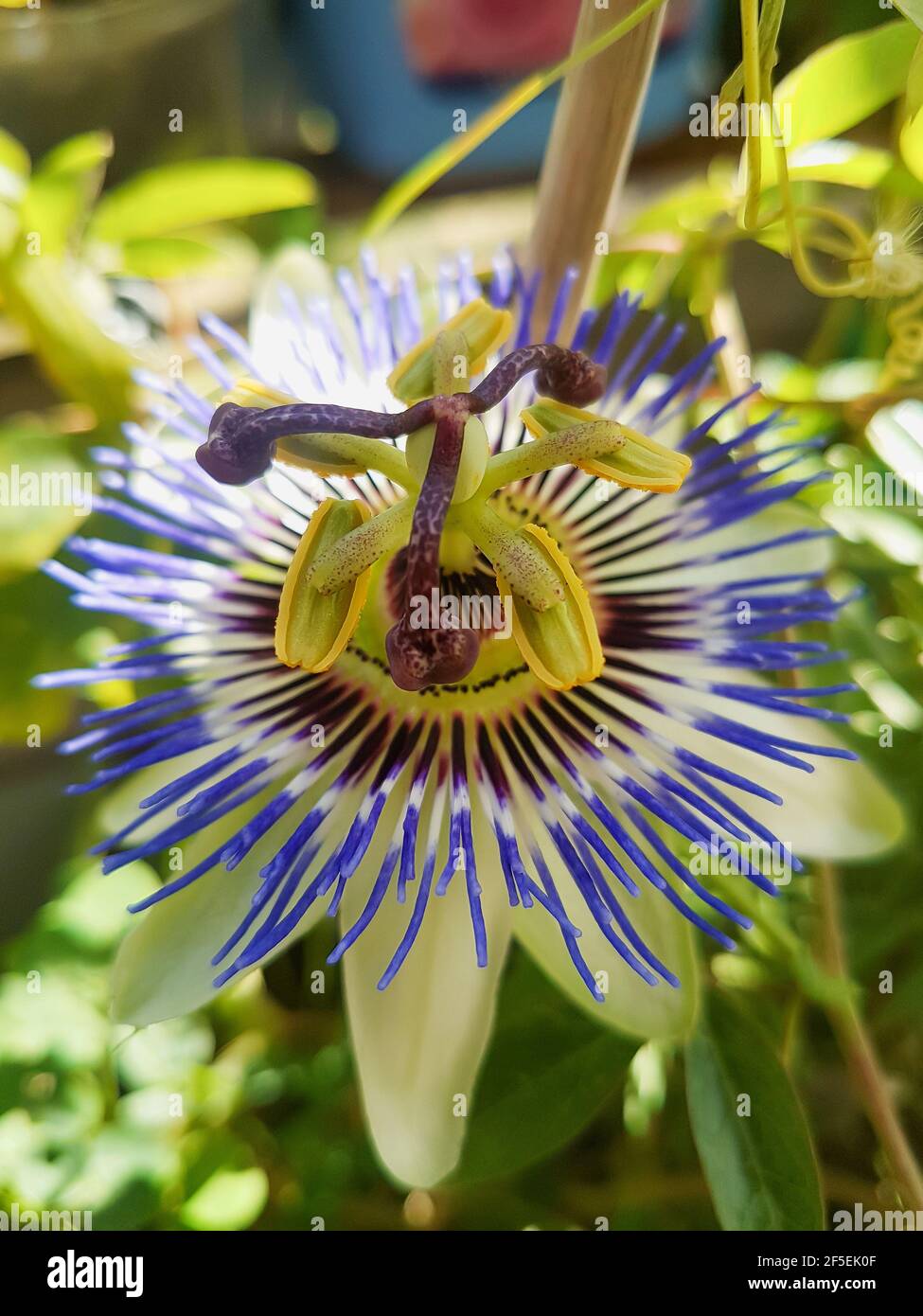 Passiflora Edulis