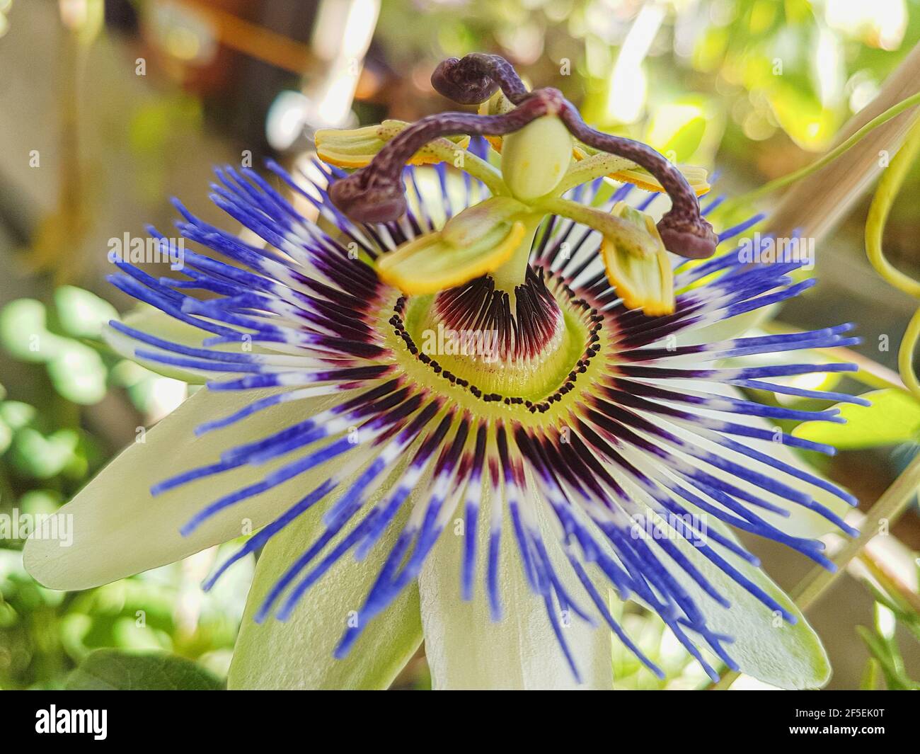 Beautiful Passion fruit in the greenhouse close-up Passiflora edulis ...
