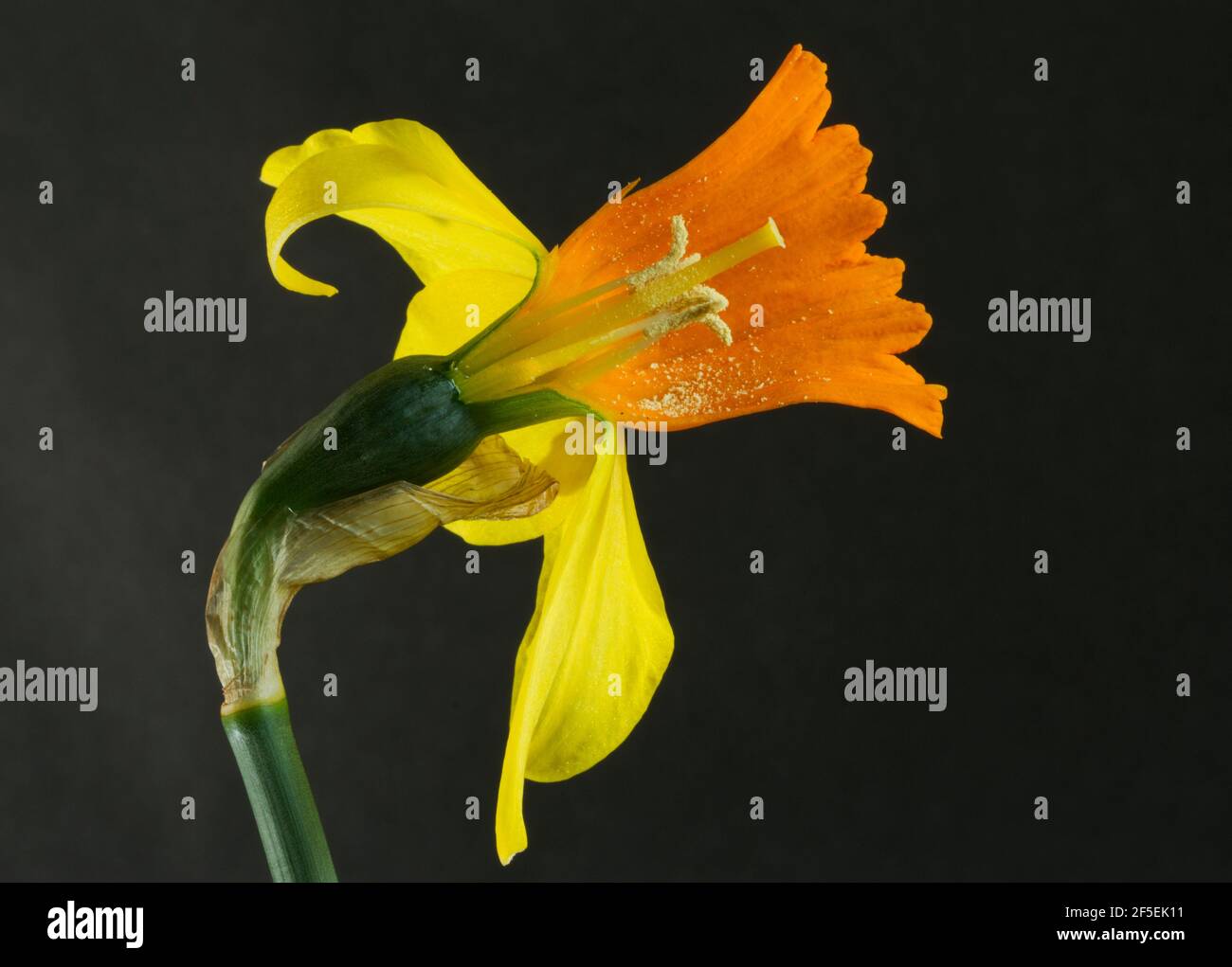 The trumpet shaped inner structure of the Daffodil inflorescence ...