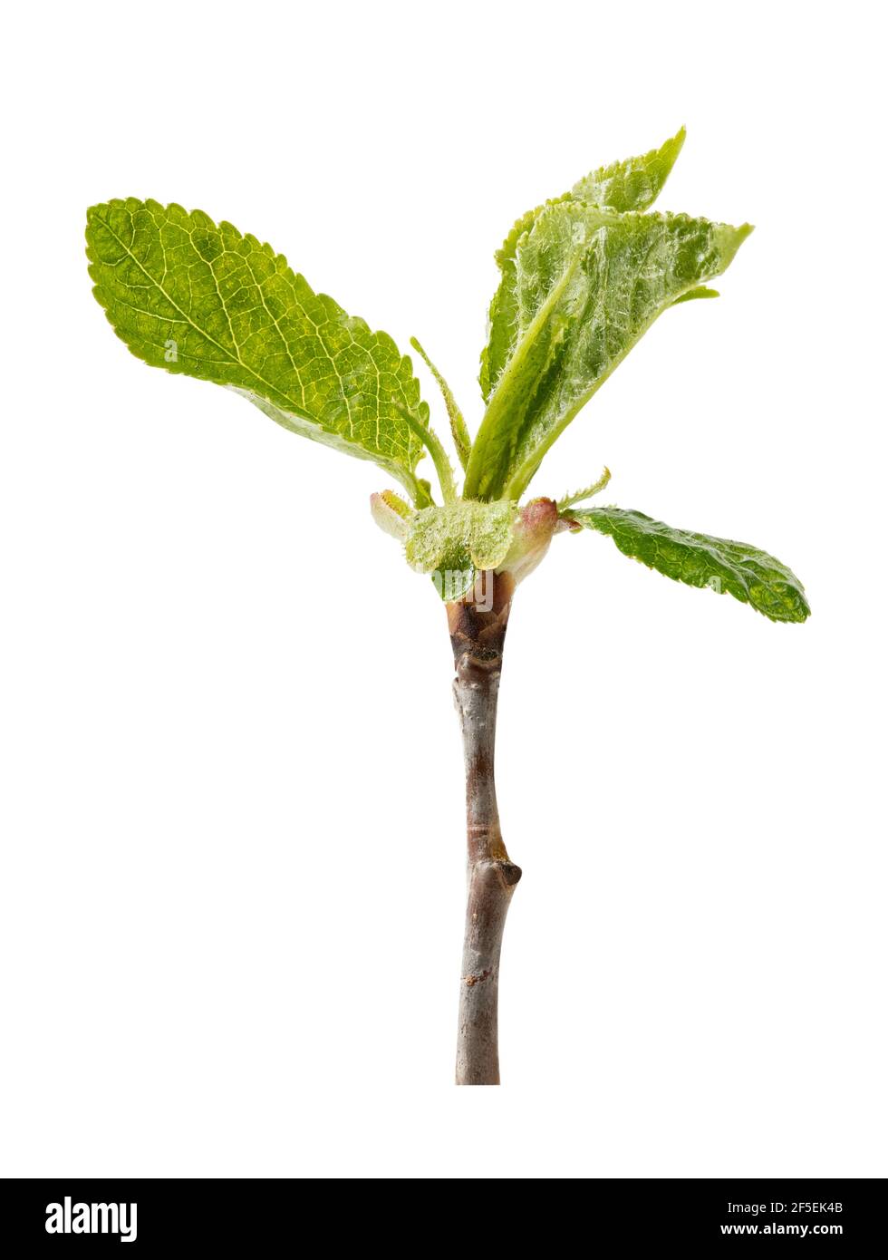 Baby leaf isolated on white background. Clipping path Stock Photo - Alamy