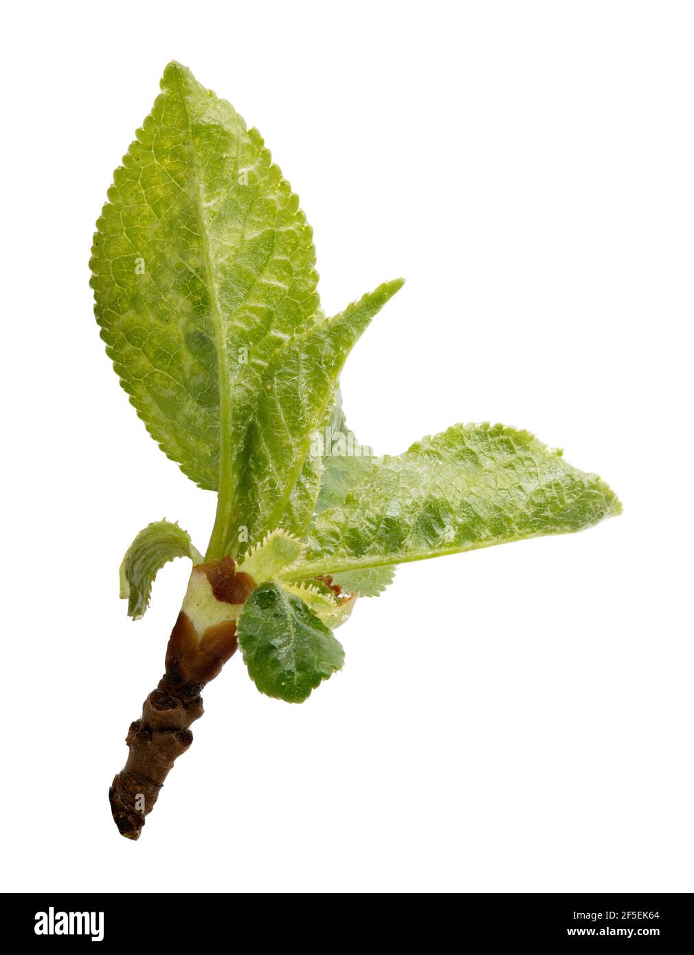 Baby leaf isolated on white background. Clipping path Stock Photo - Alamy