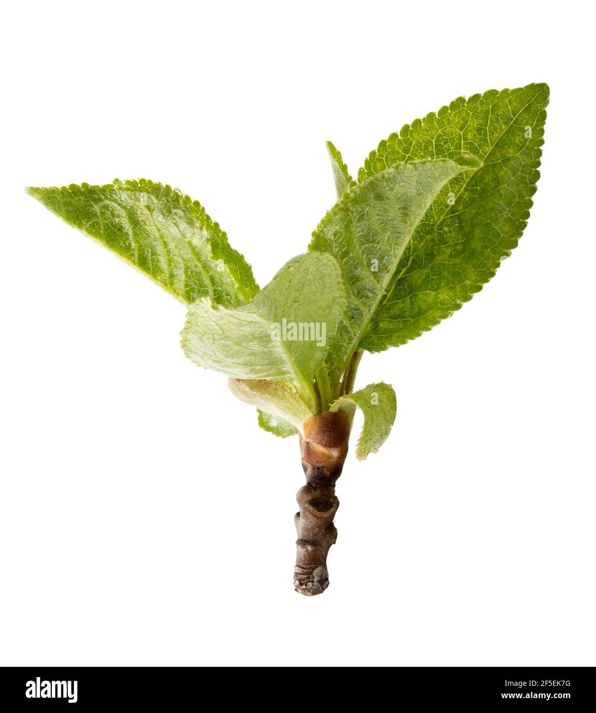 Baby leaf isolated on white background. Clipping path Stock Photo - Alamy