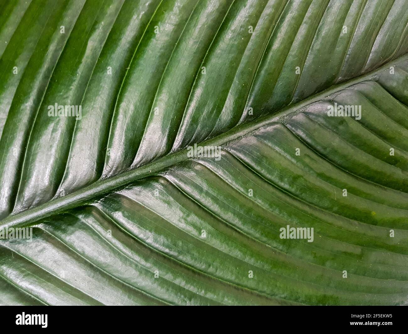 Strelitzia Green leaf texture Nature background Stock Photo - Alamy