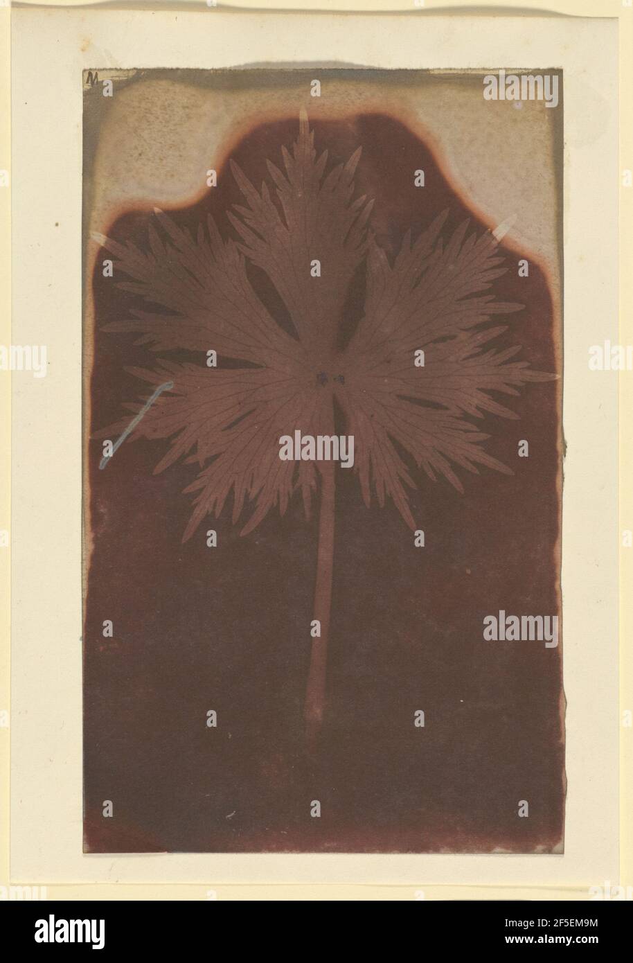 Fronded Leaf. William Henry Fox Talbot (English, 1800 - 1877 Stock ...