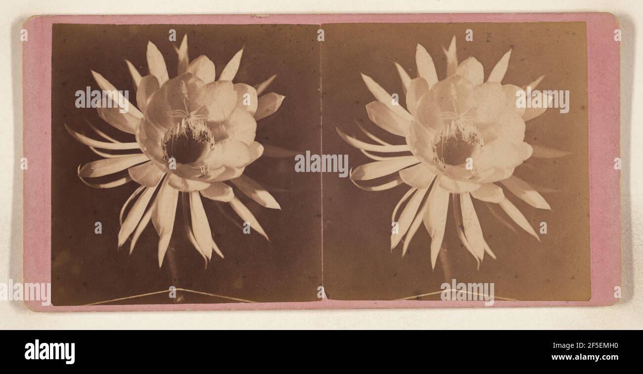 Night Blooming Gereous taken by electric light at 11 oclock P.M.. Henry ...