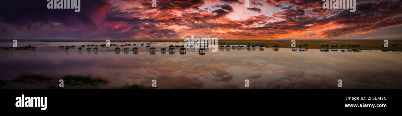 The great migration Stock Photo - Alamy
