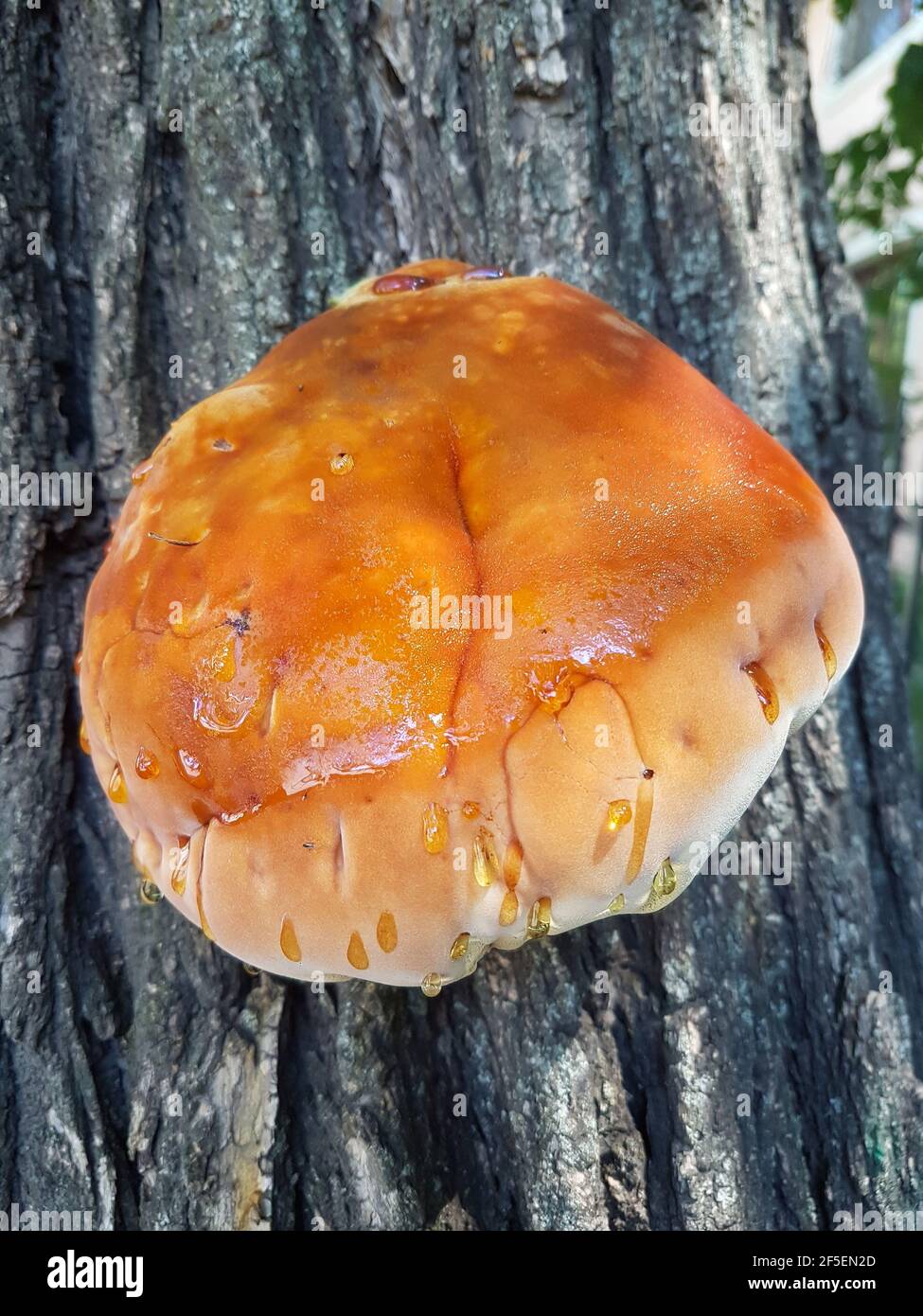 Toadstool mushrooms in the wild forest Nature background Stock Photo ...